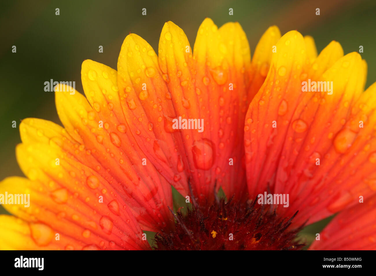 Wet Flower Close Ups