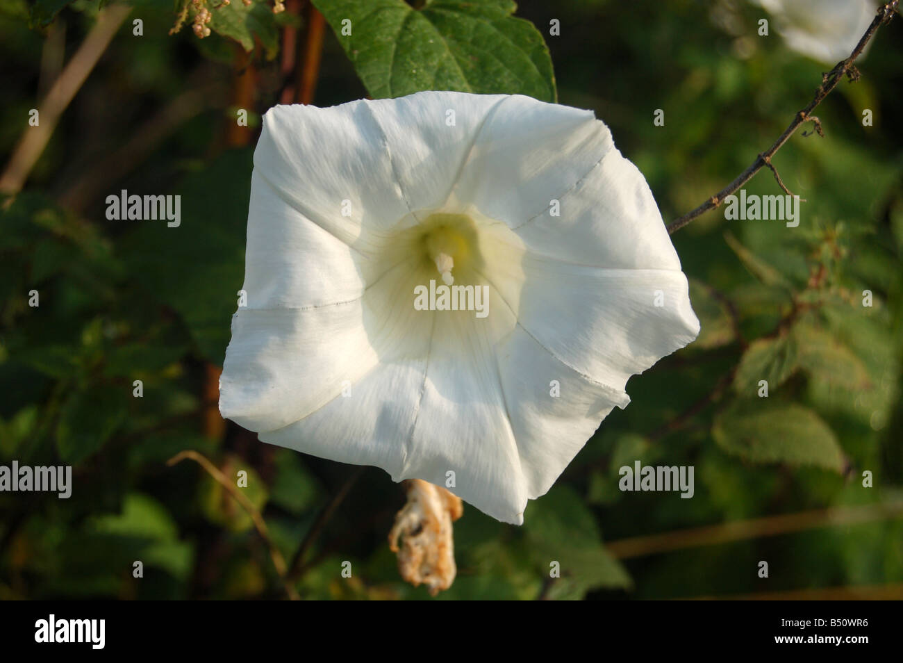 Pretty white flowers at Montrose pk, Edgware, London, England, uk Stock ...