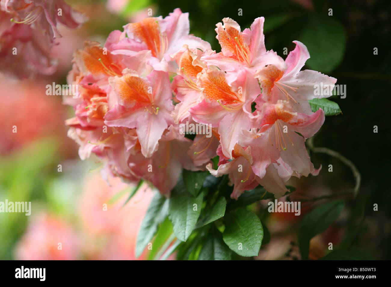 Peach and orange rhododendron flowers, Norfolk, England Stock Photo - Alamy