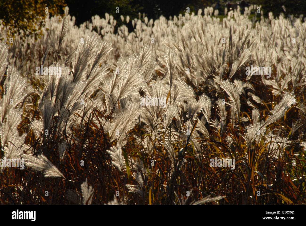Silver grass hi-res stock photography and images - Alamy