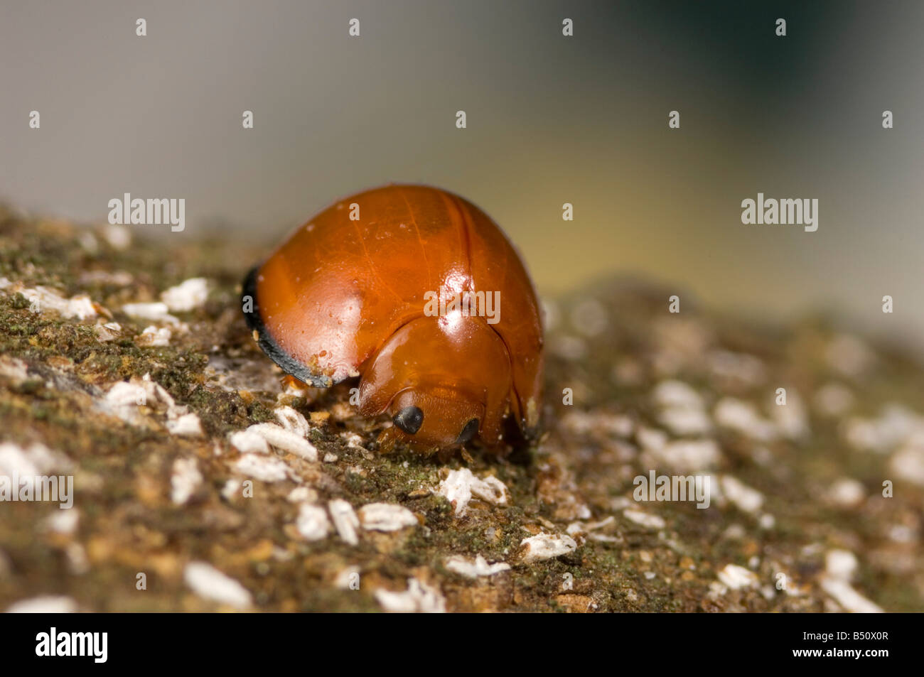 Red chilocorus beetle feeding on white louse scale Stock Photo - Alamy