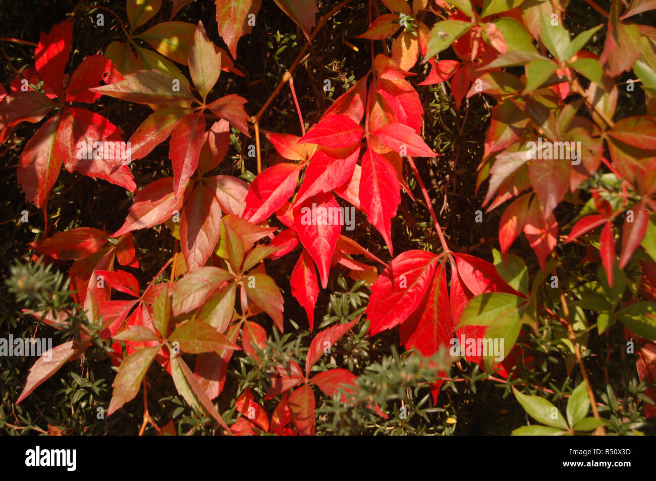 Pretty tree leaves at Montrose pk, Edgware, London, England, uk Stock ...