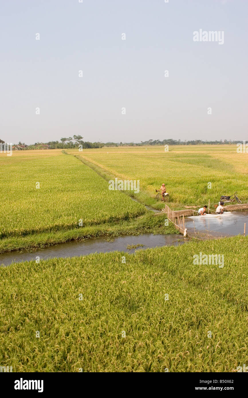 paddy fields [central java] Stock Photo - Alamy