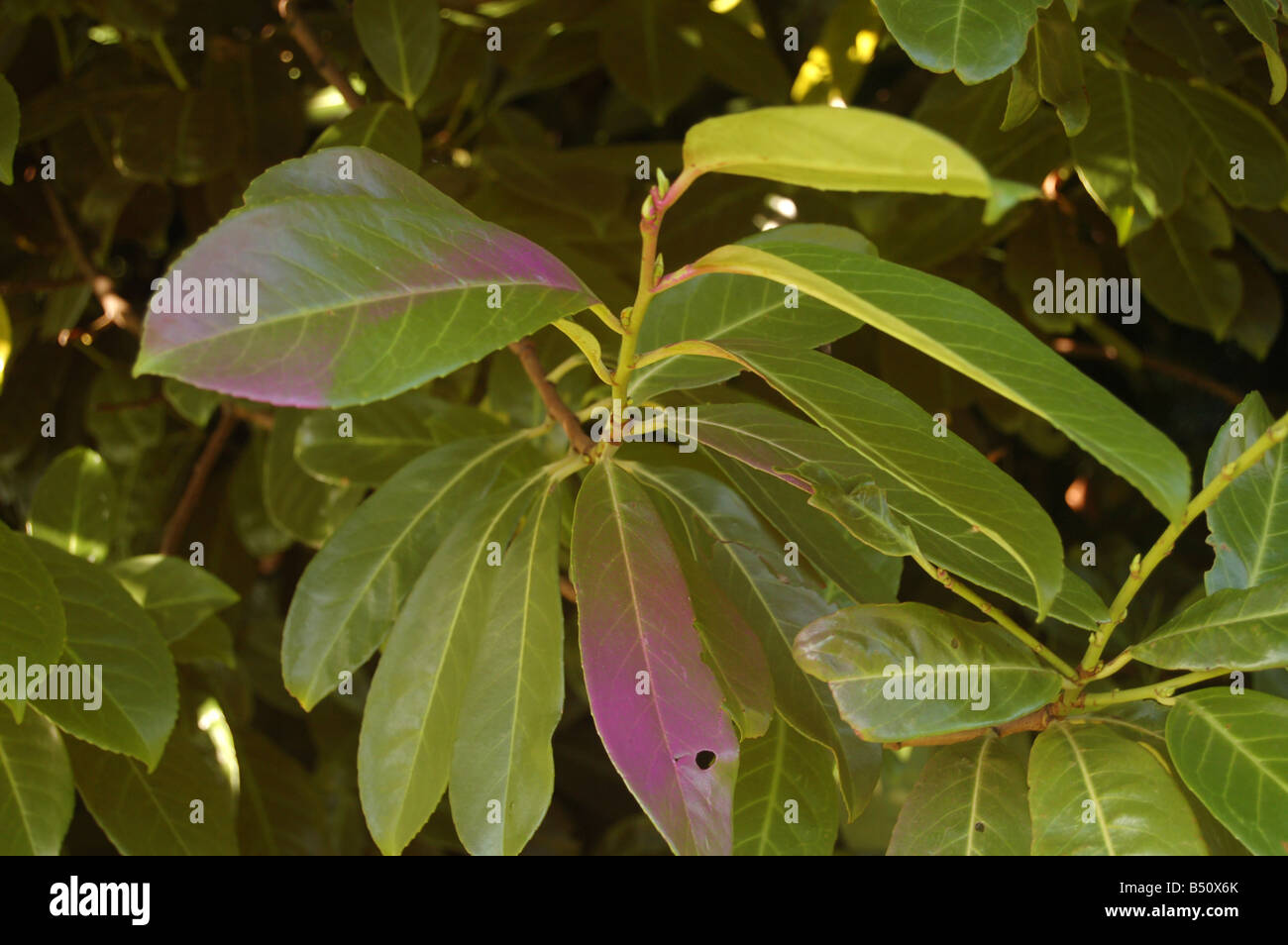 Pretty tree leaves at Montrose pk, Edgware, London, England, uk Stock ...
