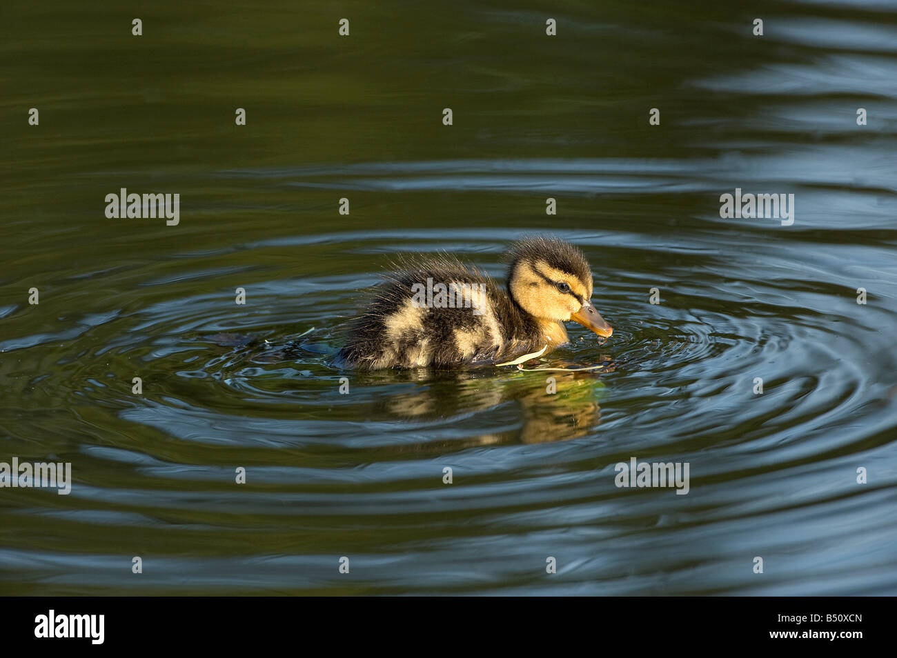 Mallard duckling Anas platyrhunchos swimming on Banks Pond late in ...