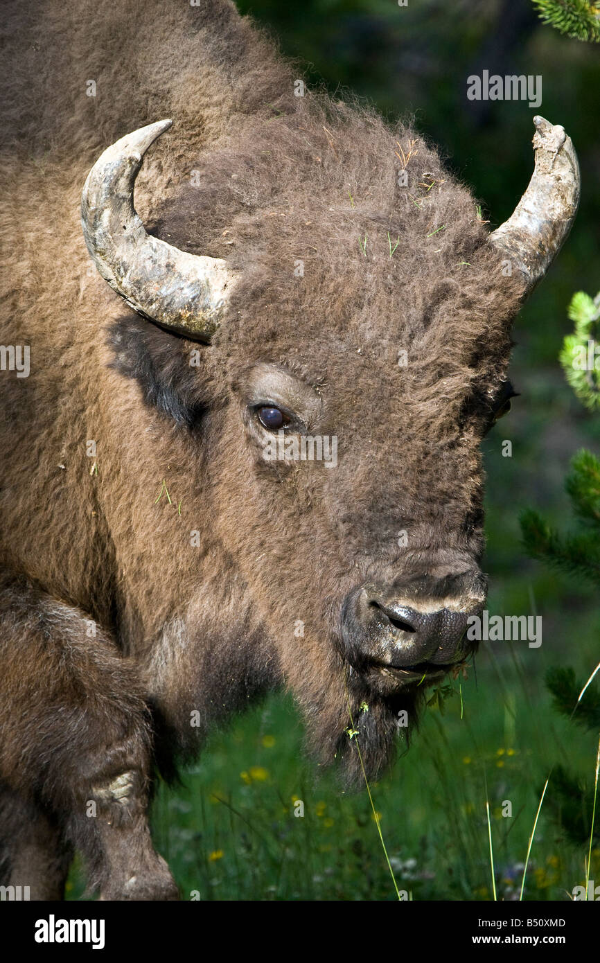 Close up of bison hi-res stock photography and images - Alamy