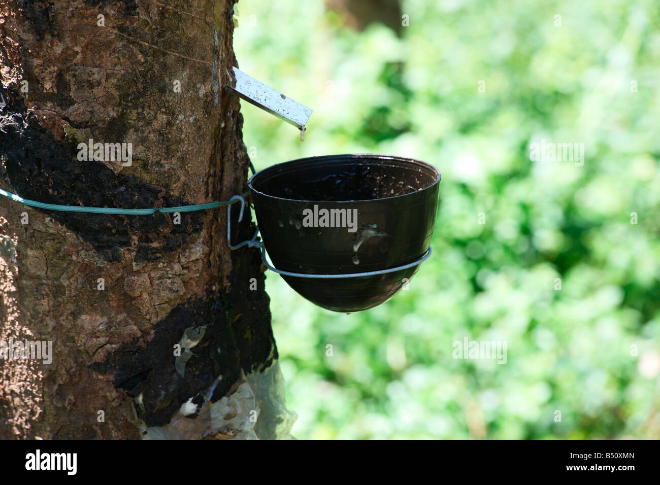 Latex tapping hi-res stock photography and images - Alamy