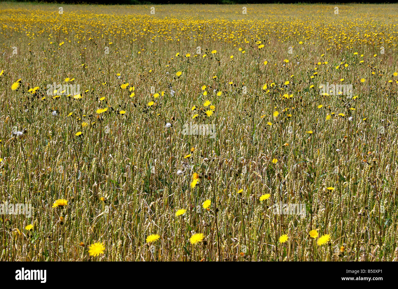 Wild Flowers in a Wheat Field Stock Photo - Alamy
