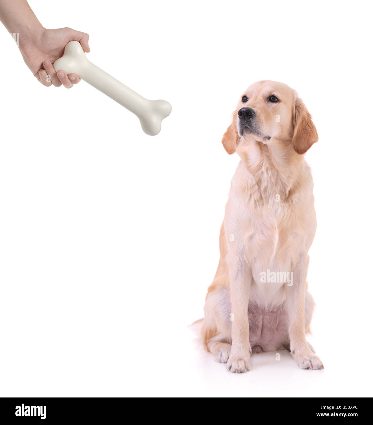 Here’s a bone for you Stock Photo - Alamy