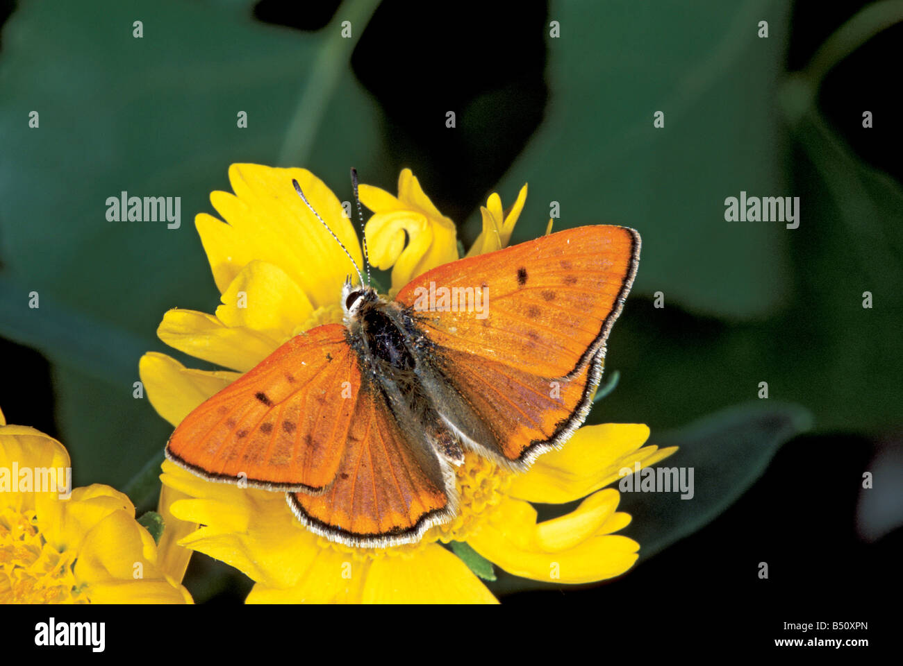 Rubidus hi-res stock photography and images - Alamy