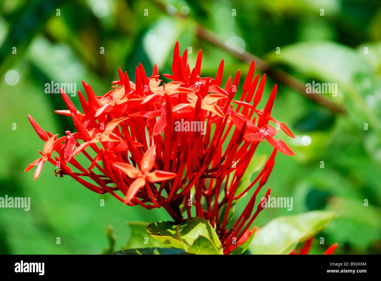 Ixora Ixora High Resolution Stock Photography and Images - Alamy