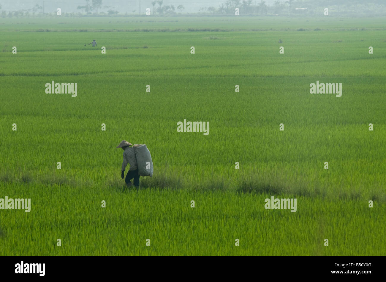 Farmer in rice field Stock Photo - Alamy