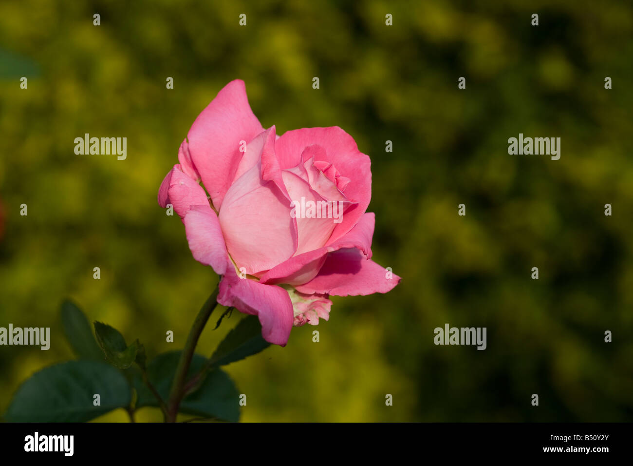 closeup of a beautiful pink rose in a park Stock Photo - Alamy