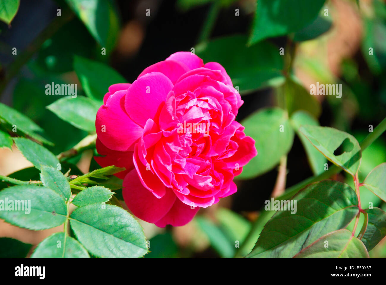A rose flower Stock Photo - Alamy