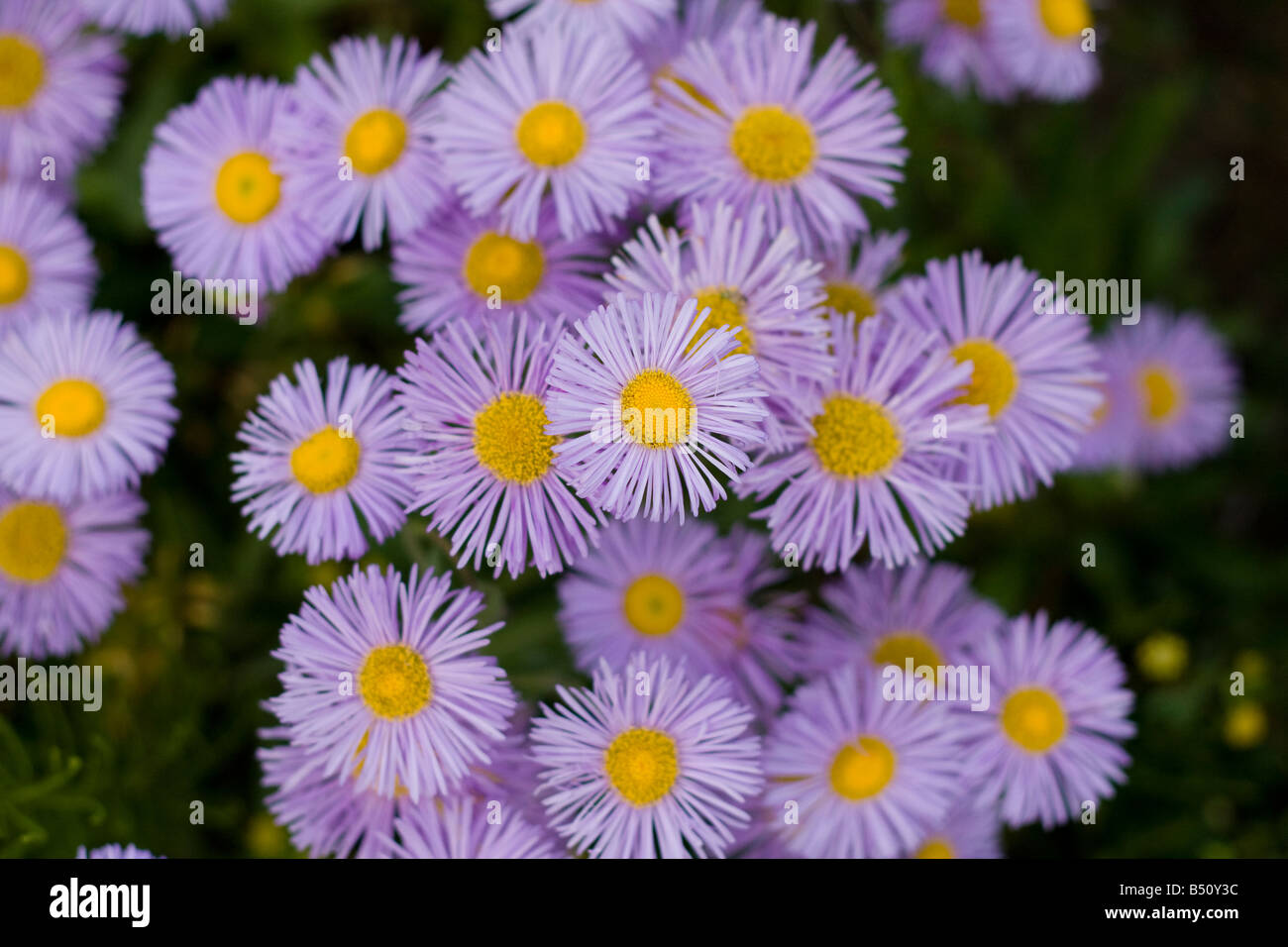 closeup of a beautiful violet flowers Stock Photo - Alamy