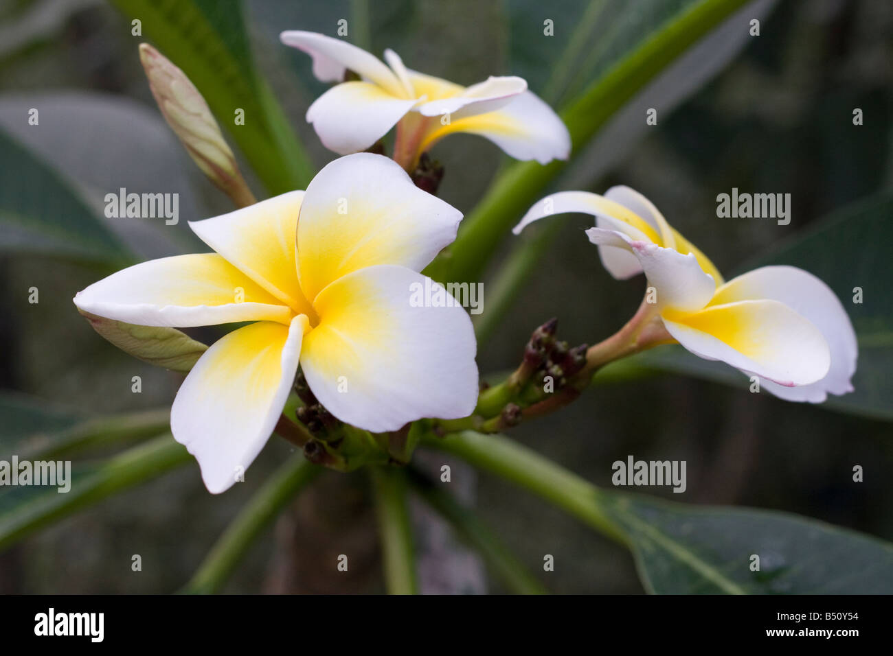 Exotic flower detail hi-res stock photography and images - Alamy
