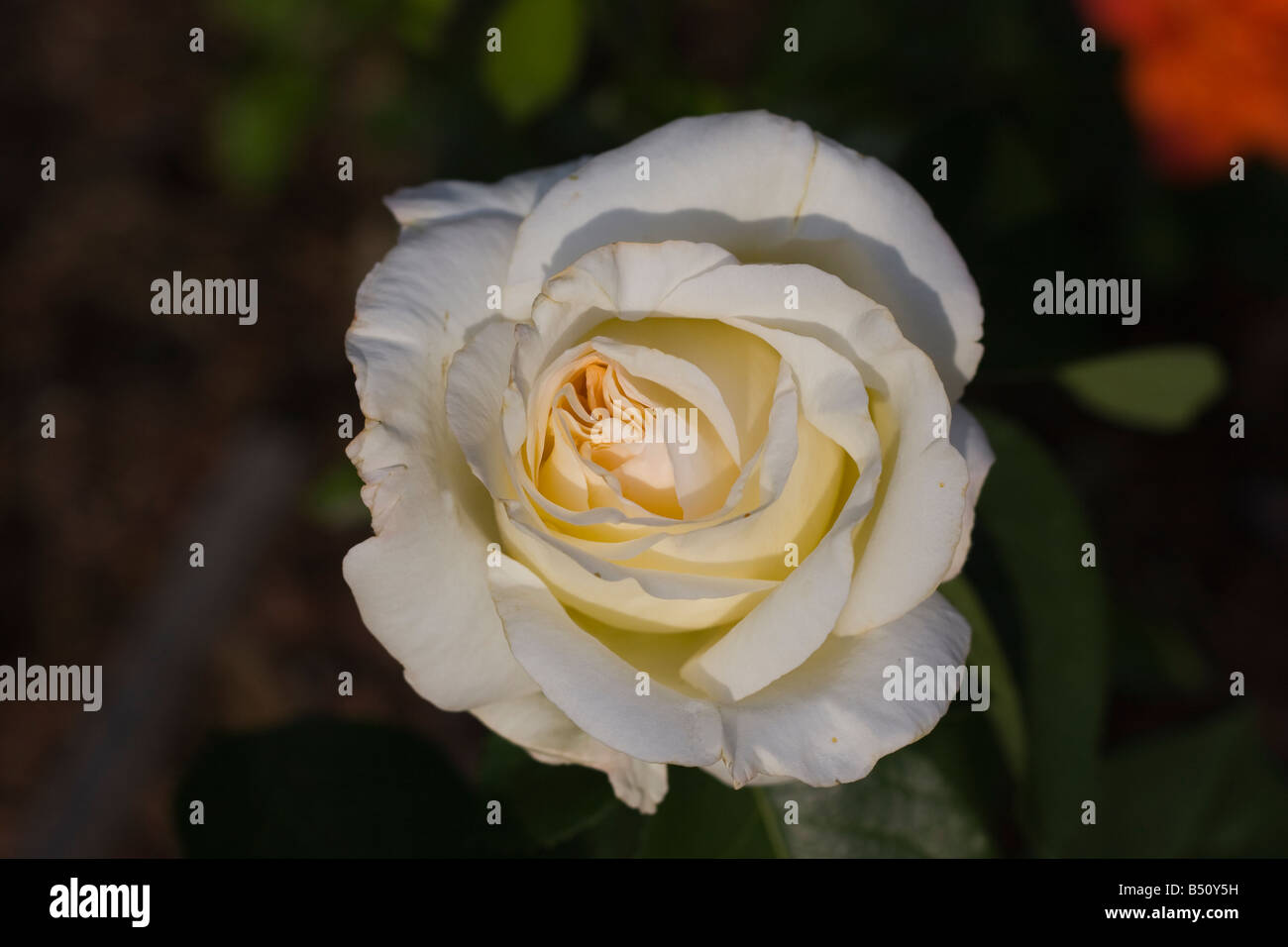 Rose in a park hi-res stock photography and images - Alamy