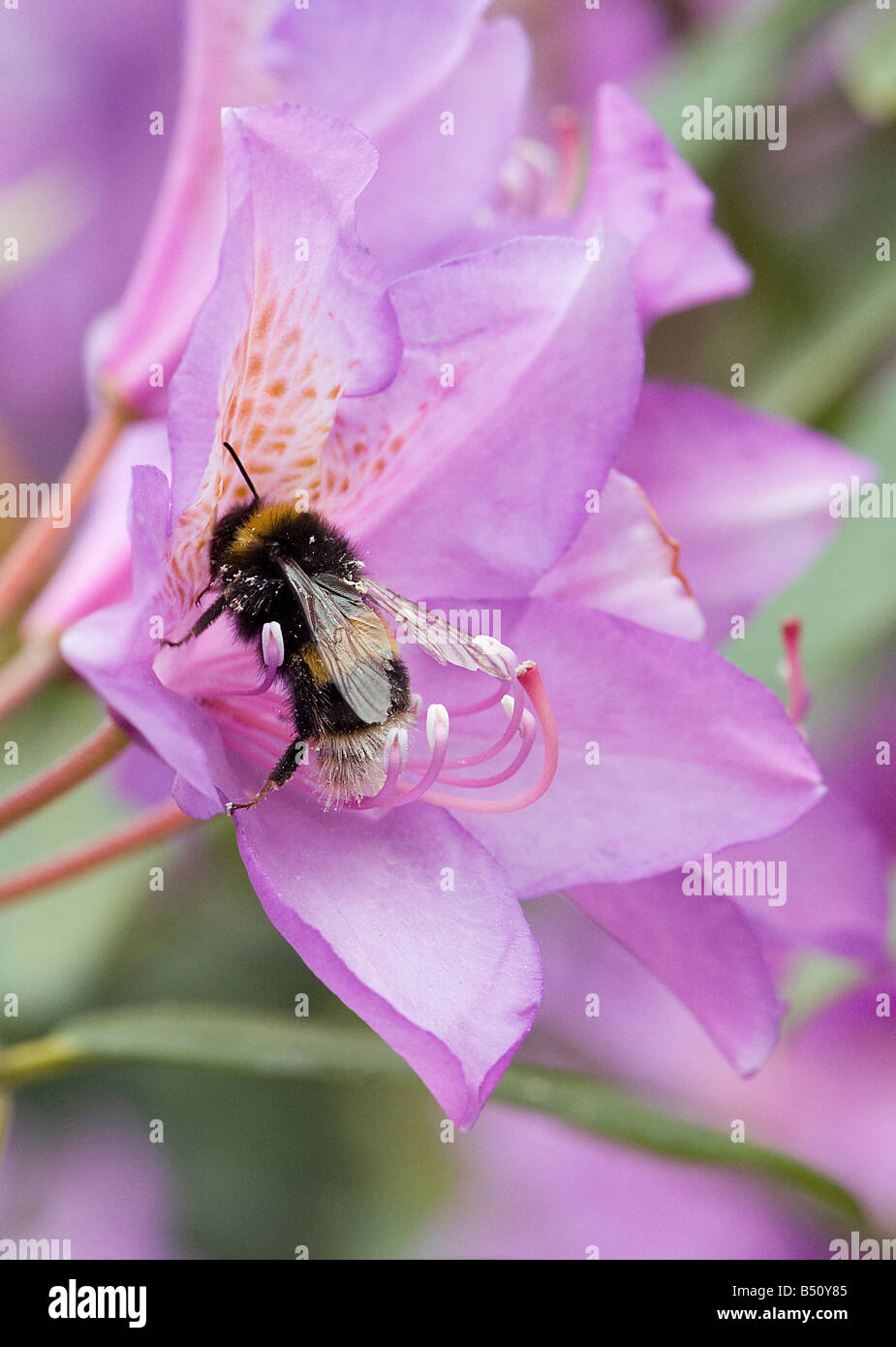 Bumblebee foraging in Rhododendron ponticum flowers with cream pollen ...
