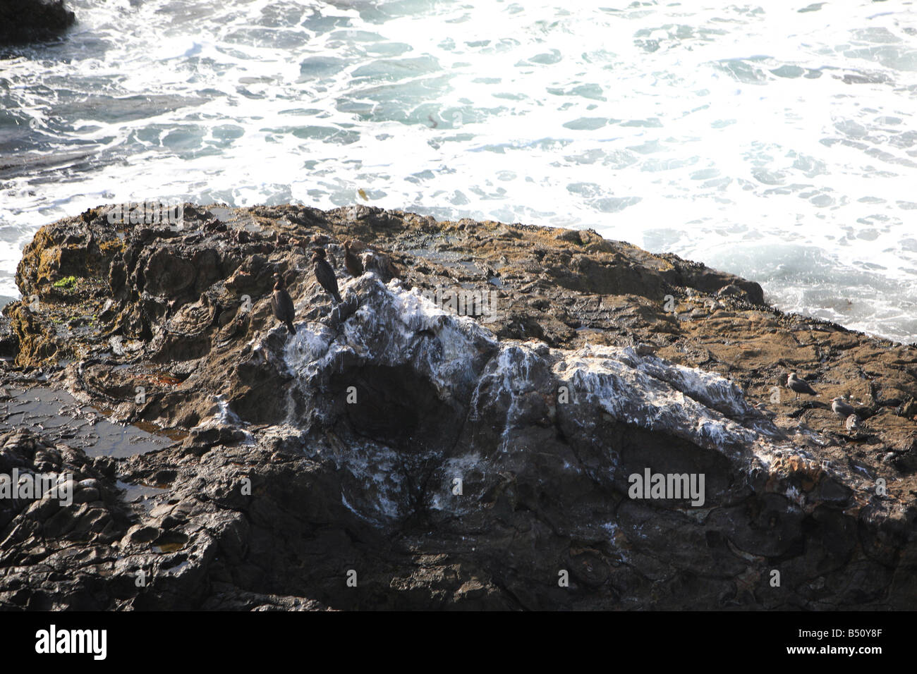 birds on rocks Stock Photo - Alamy