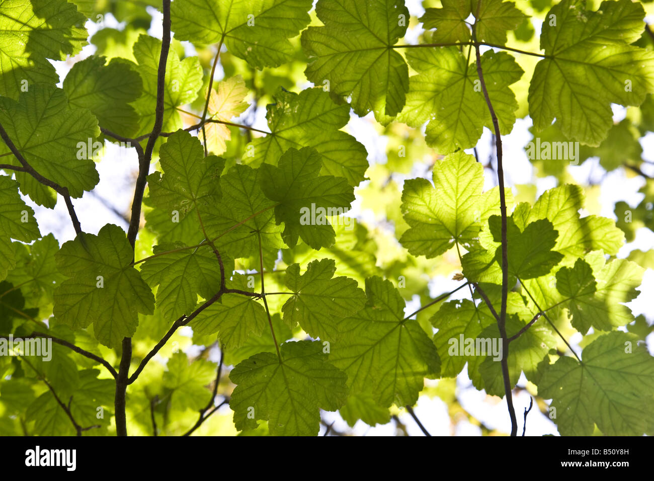 Sycamore tree leaves hi-res stock photography and images - Alamy