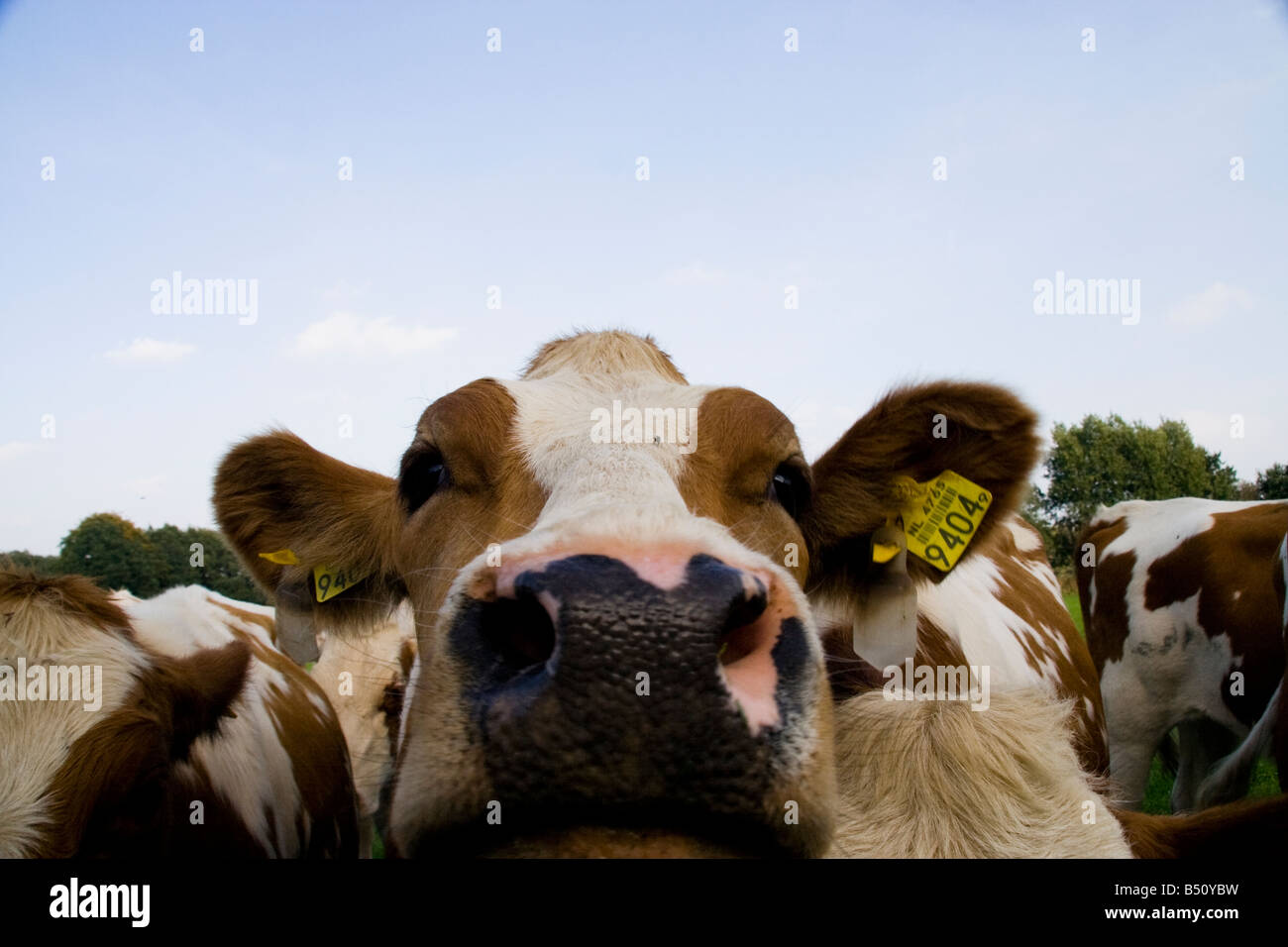 Cow staring into the camera Stock Photo - Alamy