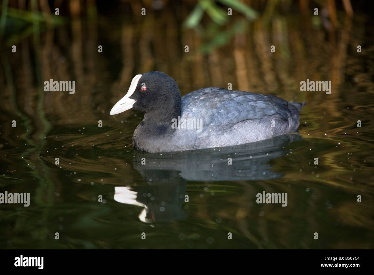 Bald coot hi-res stock photography and images - Alamy