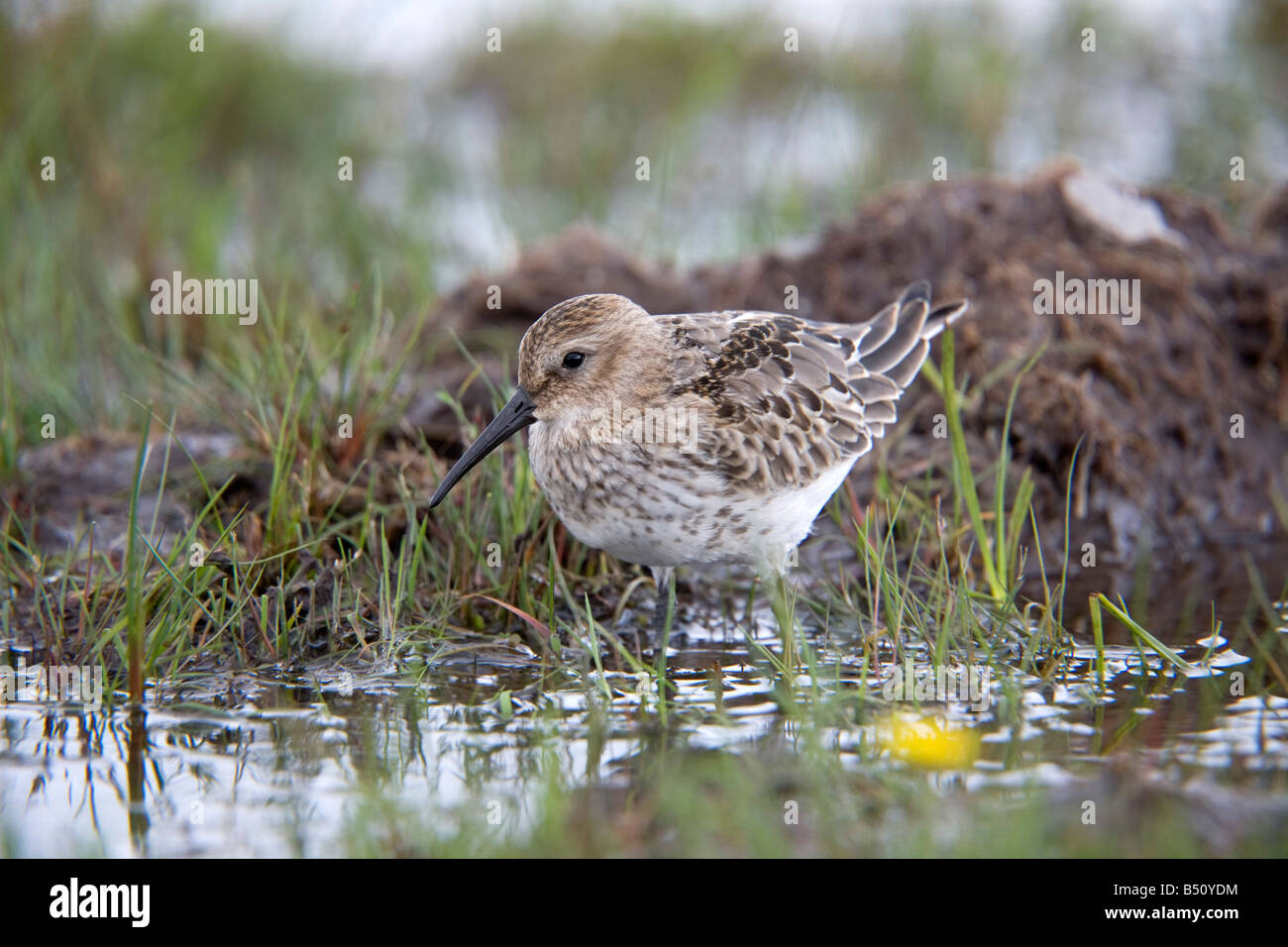 Dunlin feeding hi-res stock photography and images - Alamy