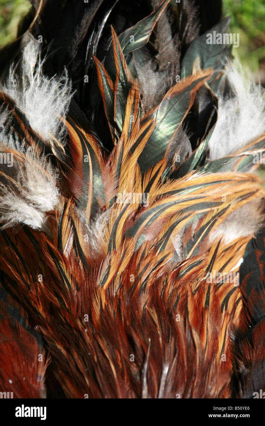close up feathers of red cockerel in field Stock Photo - Alamy