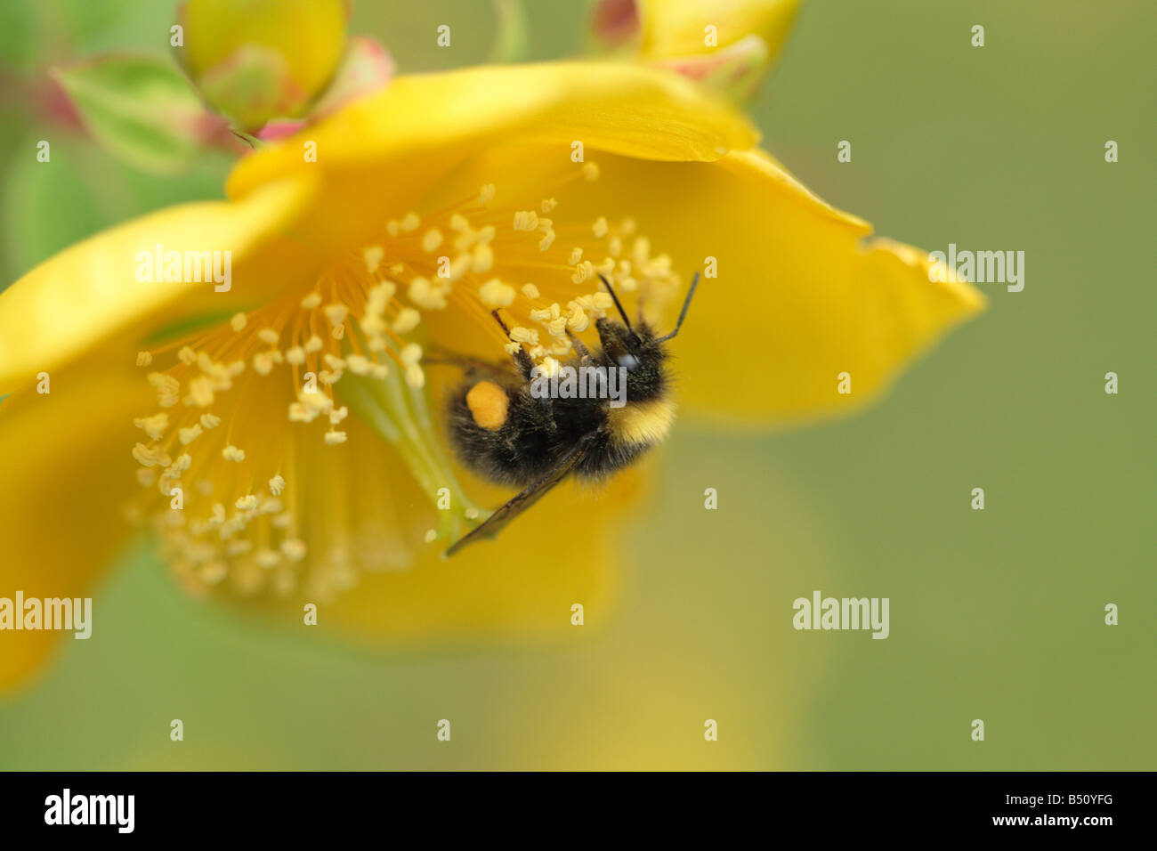bee on yellow flower Stock Photo - Alamy