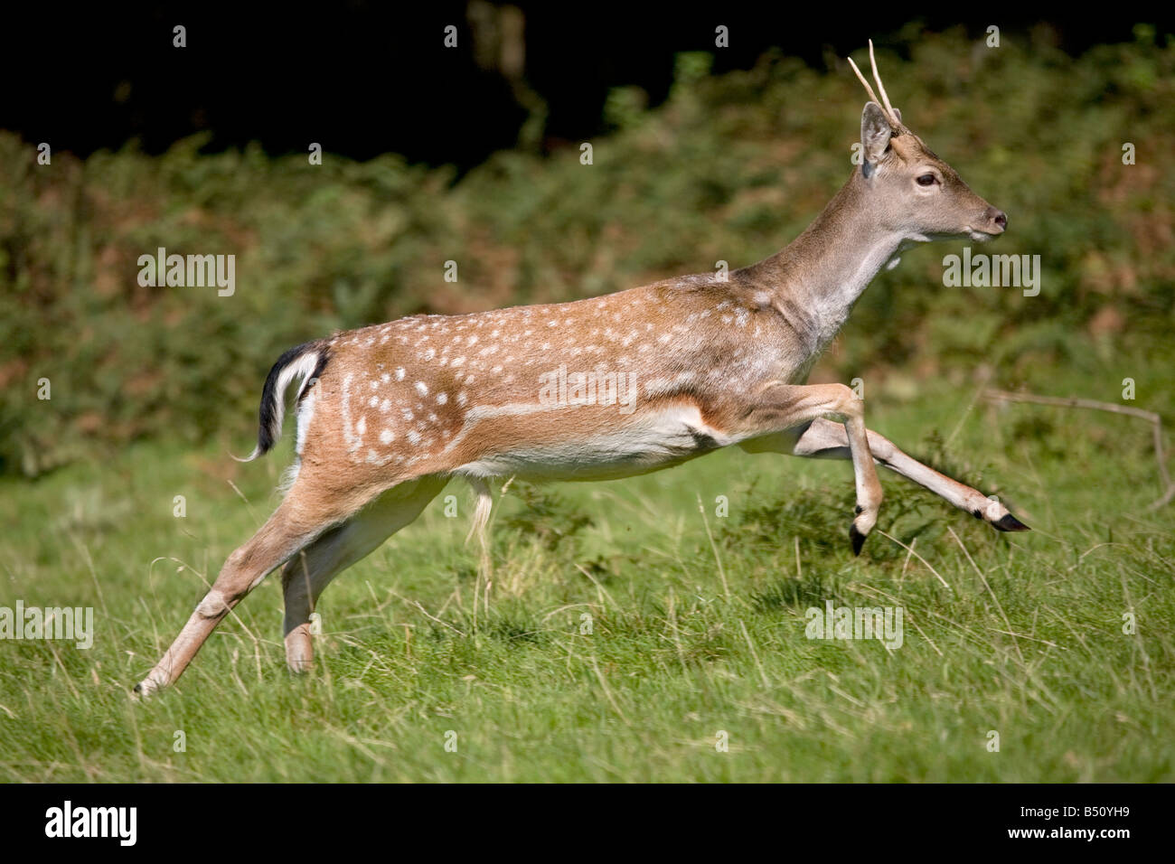 fallow deer Dama dama female Stock Photo - Alamy