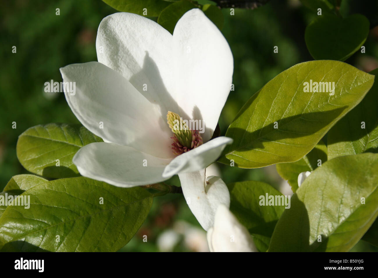 Beauty of blooming magnolia flowers in spring Stock Photo - Alamy