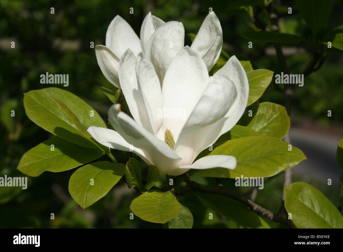 Beauty of blooming magnolia flowers in spring Stock Photo - Alamy