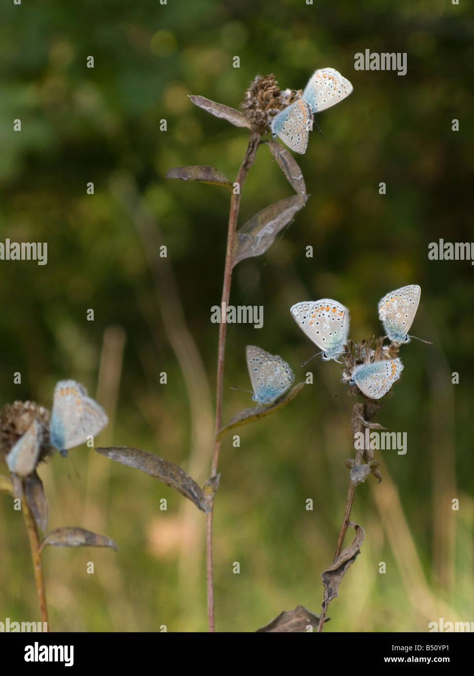 Multiple butterflies hi-res stock photography and images - Alamy