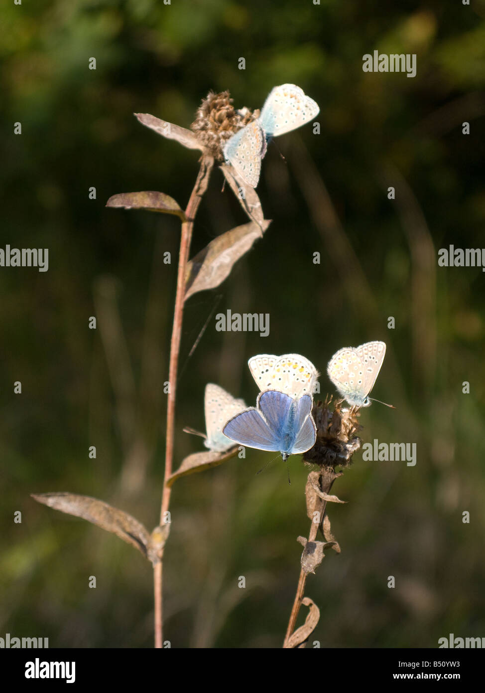 A colony of common blue butterflies roosting in the evening Stock Photo ...