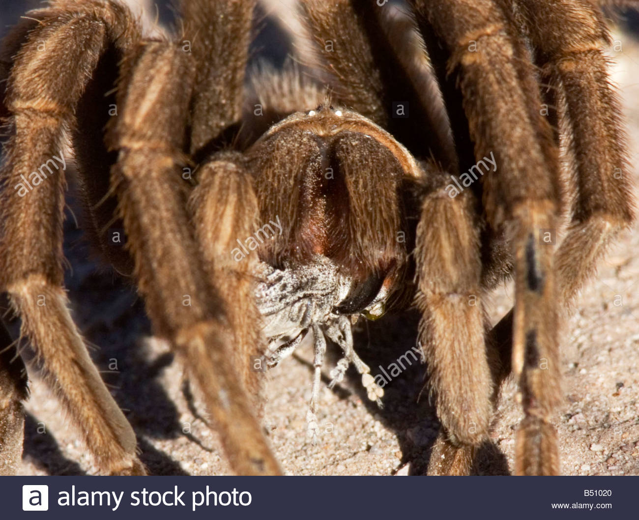 Theraphosidae High Resolution Stock Photography and Images - Alamy