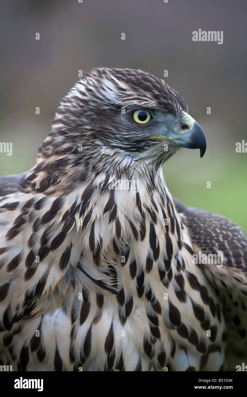 goshawk Accipiter gentilis juvenile female Stock Photo - Alamy
