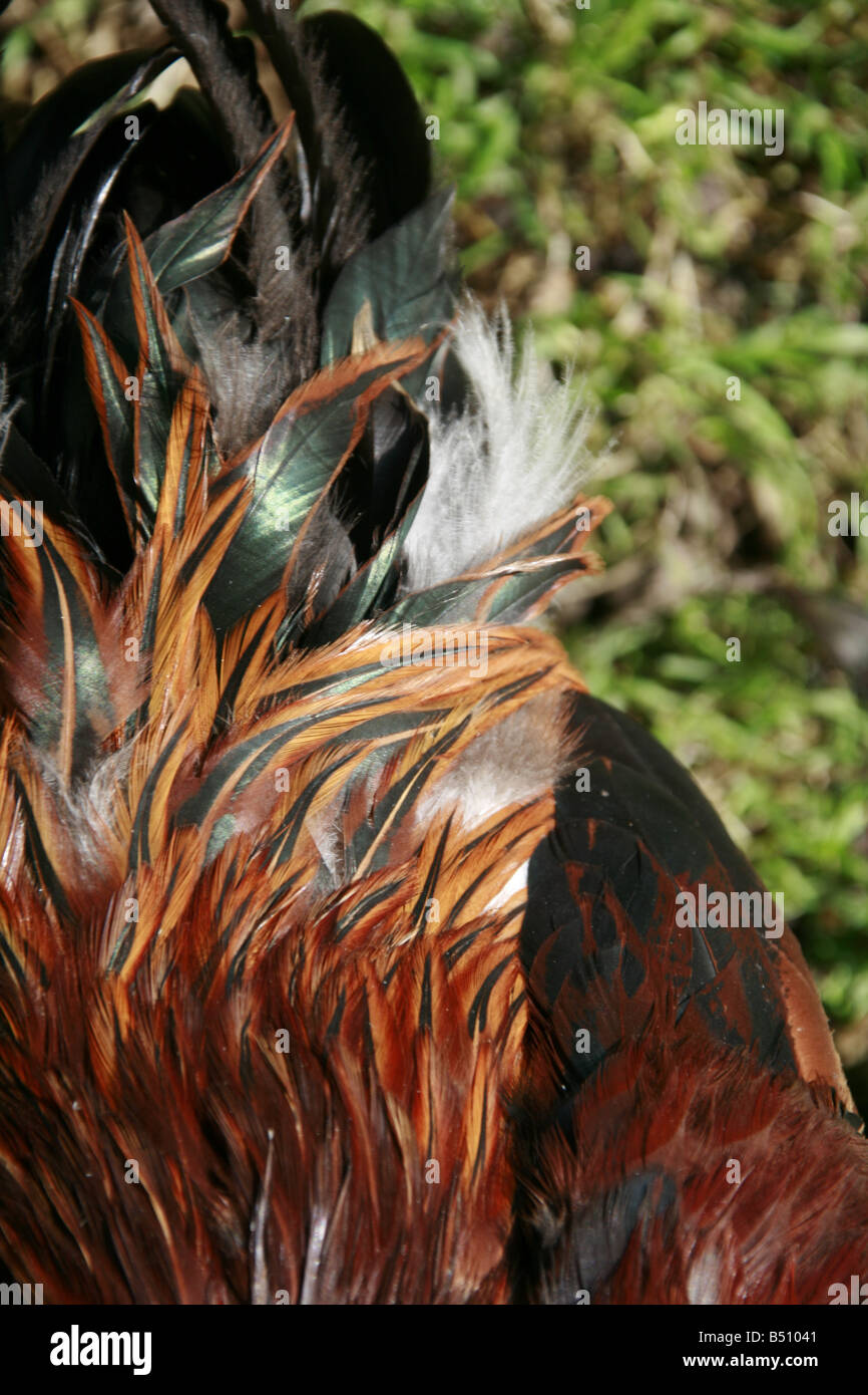close up feathers of red cockerel in field Stock Photo - Alamy