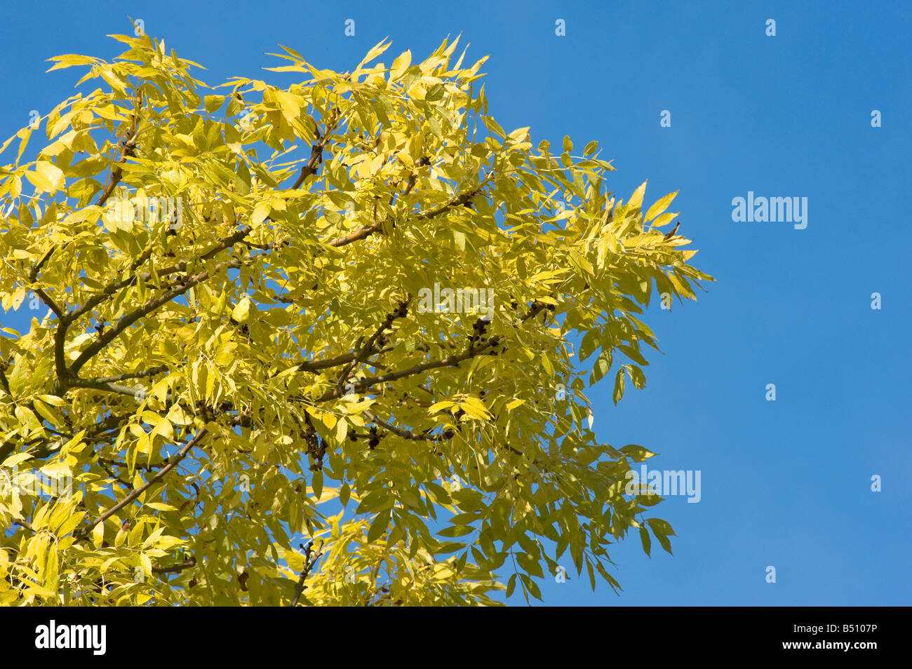 Golden ash Fraxinus excelsior aurea in autumn Stock Photo - Alamy