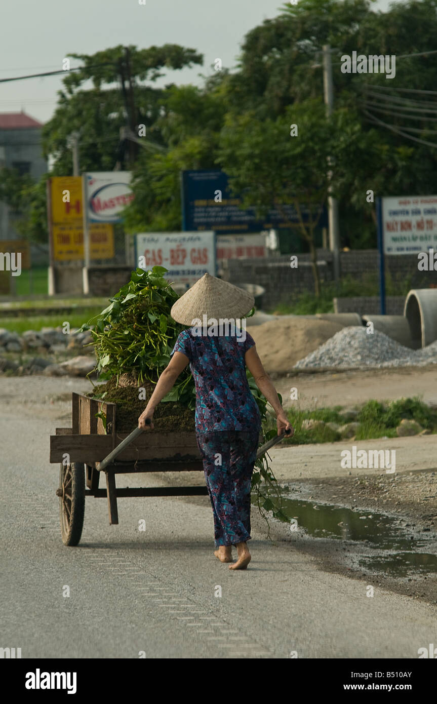 Woman pushing a cart full of vegetables, Vietnam Stock Photo - Alamy
