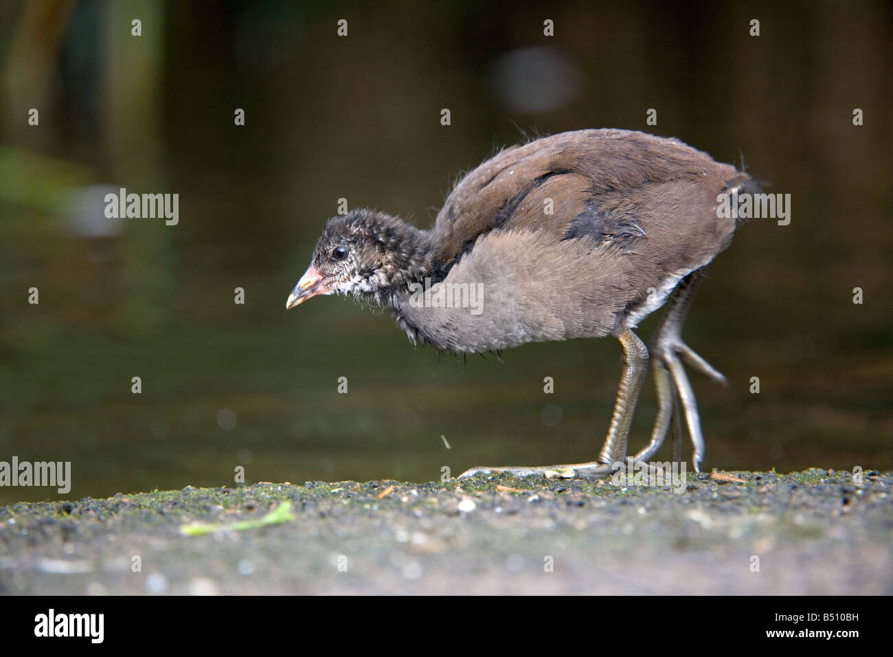 Juvenile moorhen hi-res stock photography and images - Alamy
