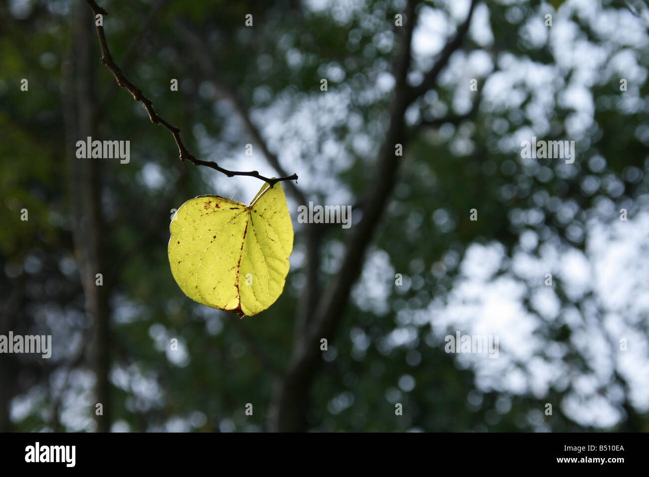 one last leaf on bare tree branches Stock Photo - Alamy