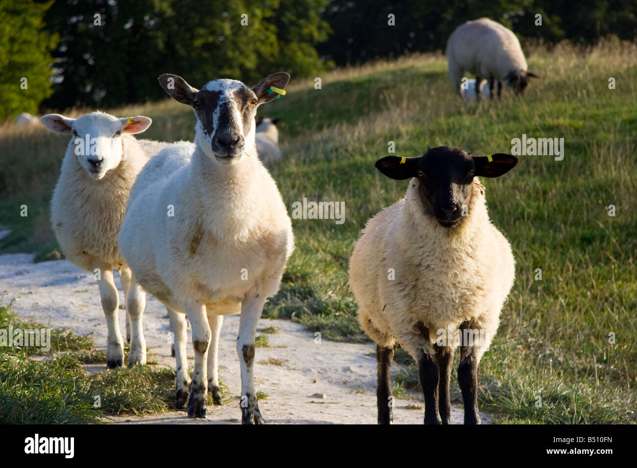 Close up of three black faced sheep, Suffolk sheep, standing on a chalk ...