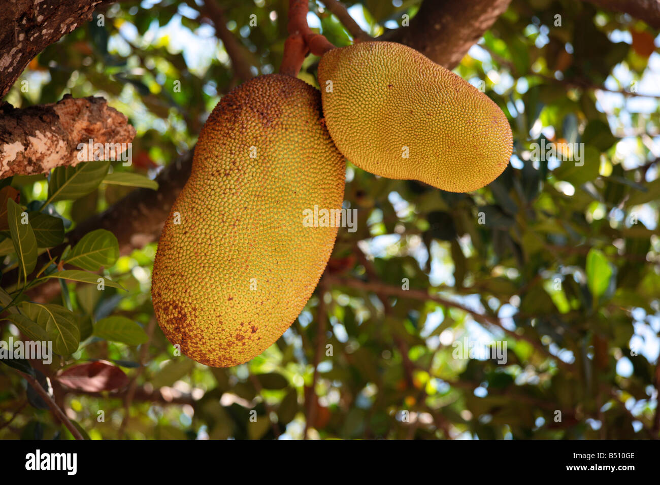Tree jack hi-res stock photography and images - Alamy