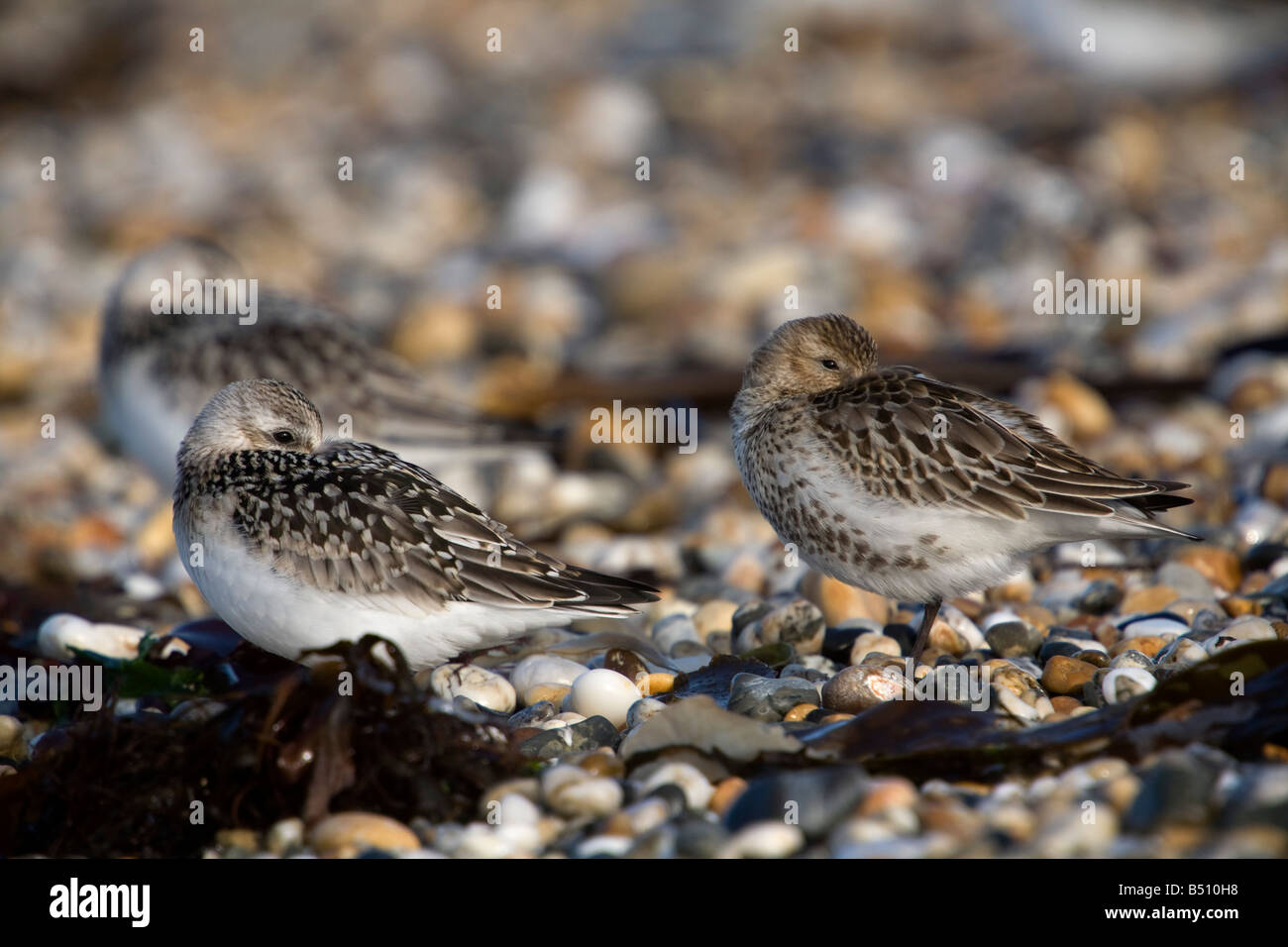 sanderling Calidris alba and dunlin Calidris alpina Stock Photo - Alamy