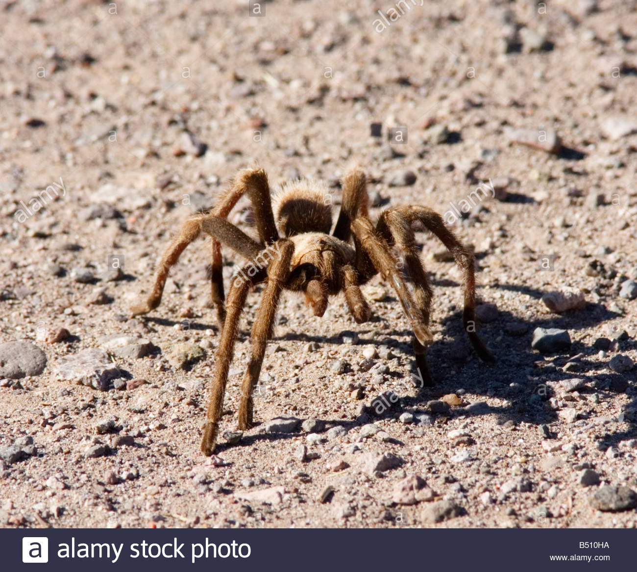 Theraphosidae High Resolution Stock Photography and Images - Alamy