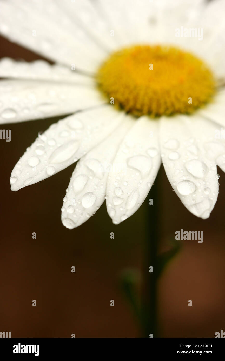 Daisy petals in the rain Stock Photo - Alamy