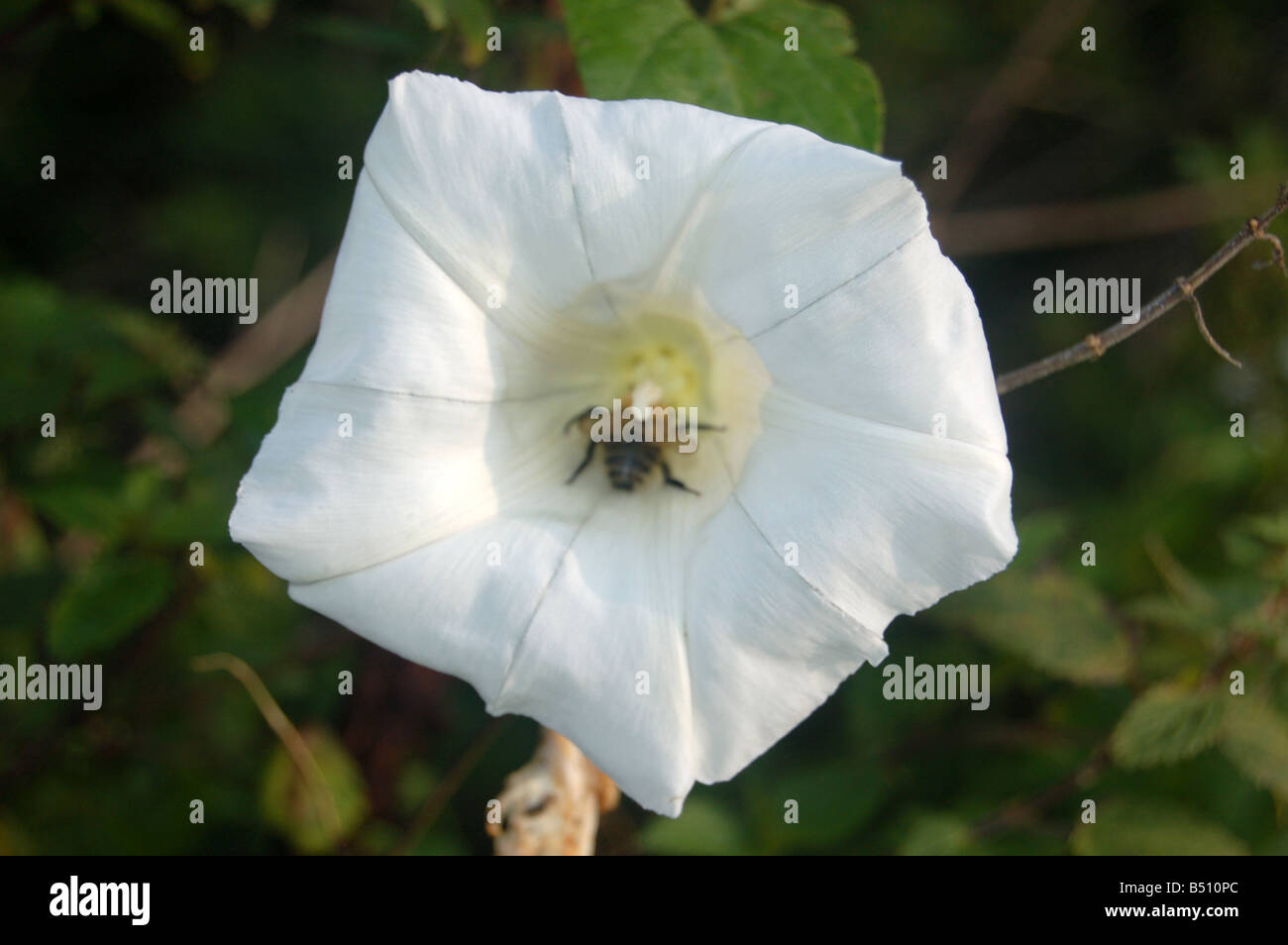 Bee in white flowers at Montrose pk, Edgware, London, England, uk Stock ...