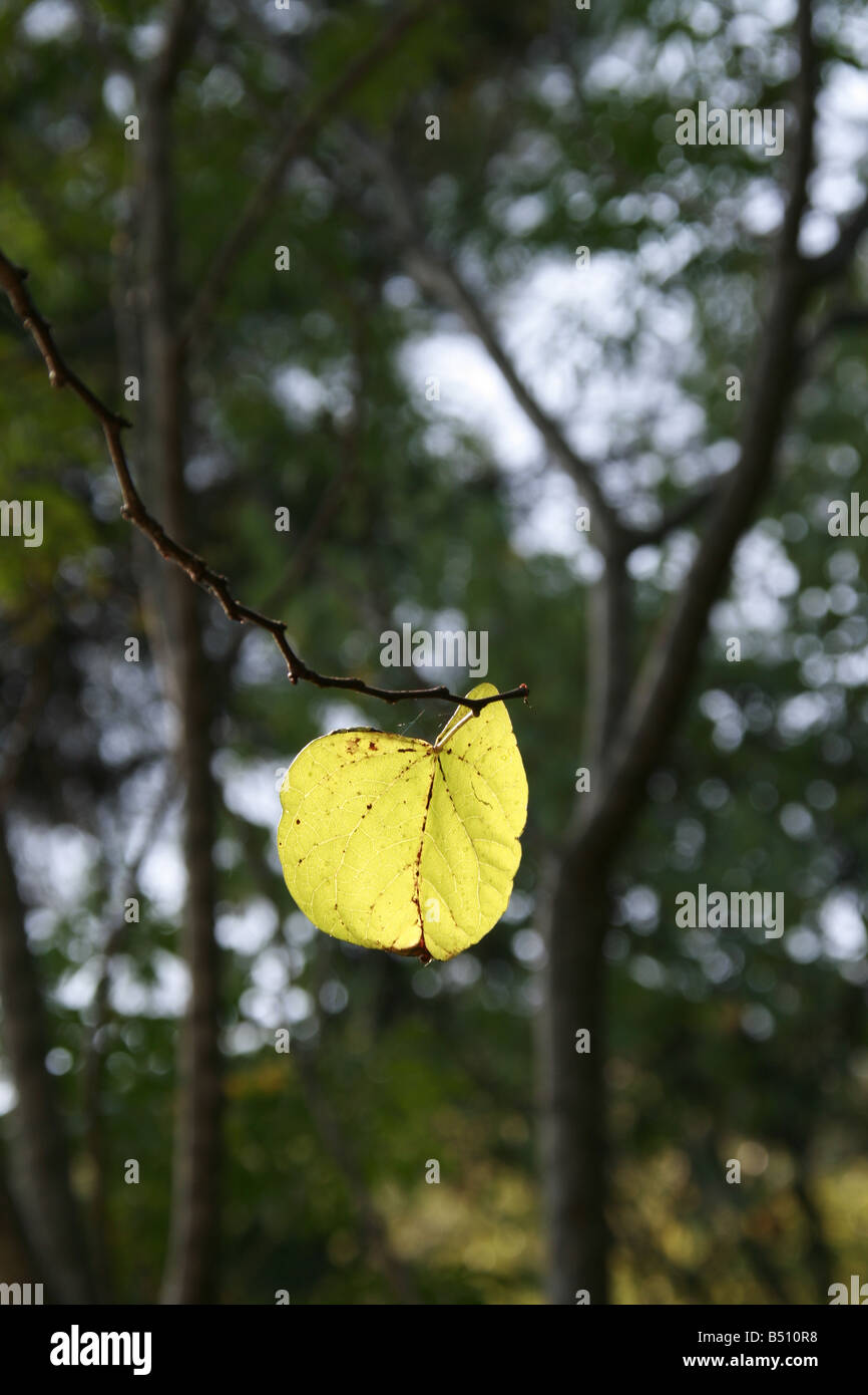 one last leaf on bare tree branches Stock Photo - Alamy