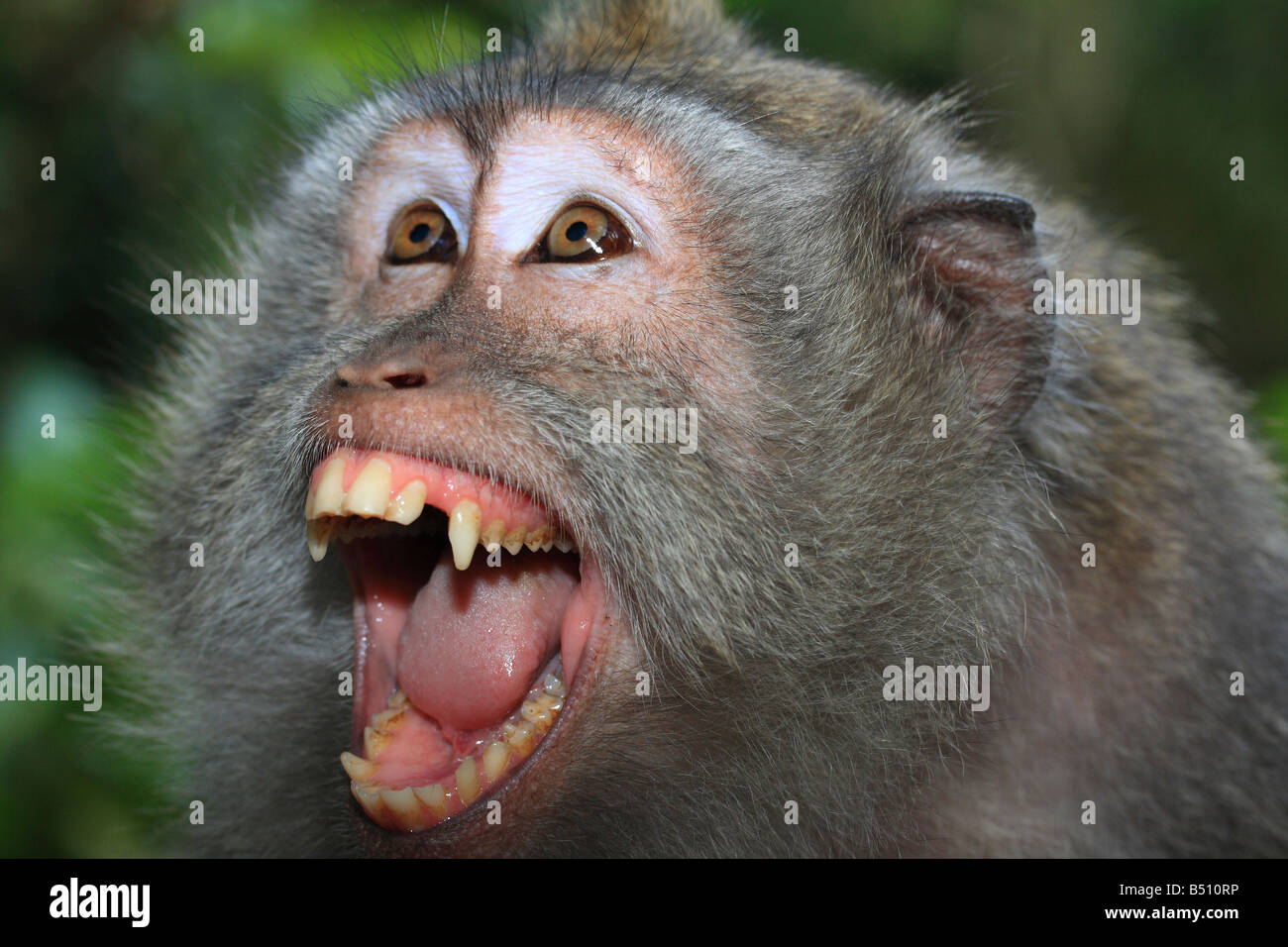 Angry wild monkey (long tailed macaque Stock Photo - Alamy