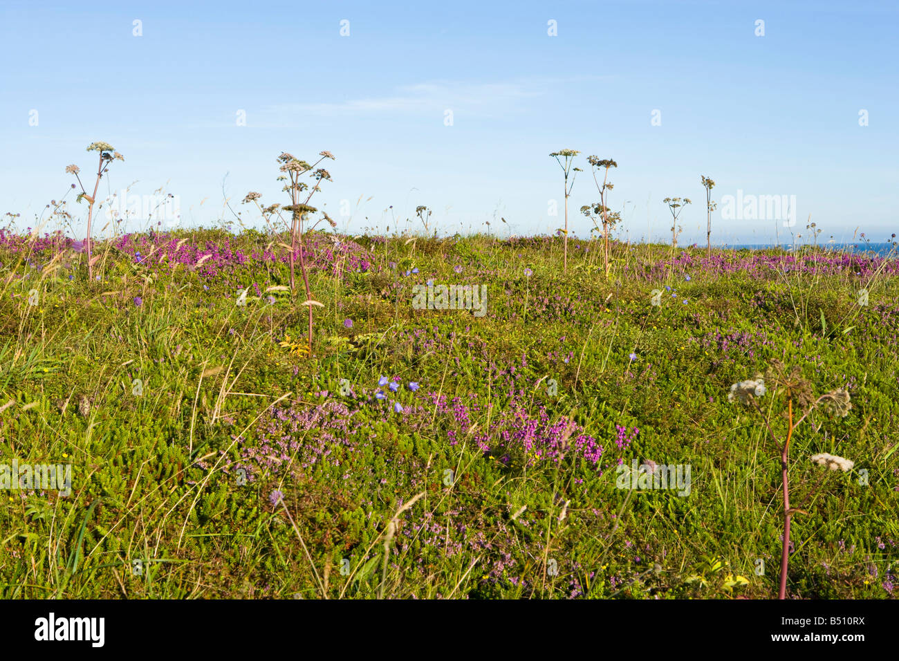 Scottish flora hi-res stock photography and images - Alamy